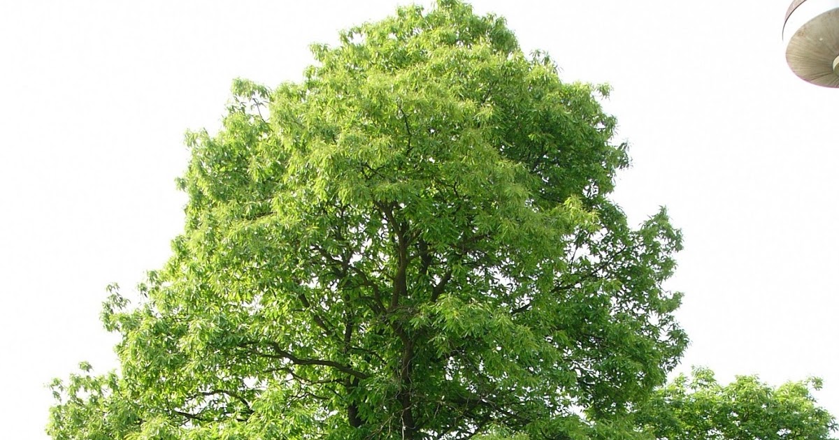 Trees Planet: Castanea sativa - Sweet Chestnut - Spanish Chestnut