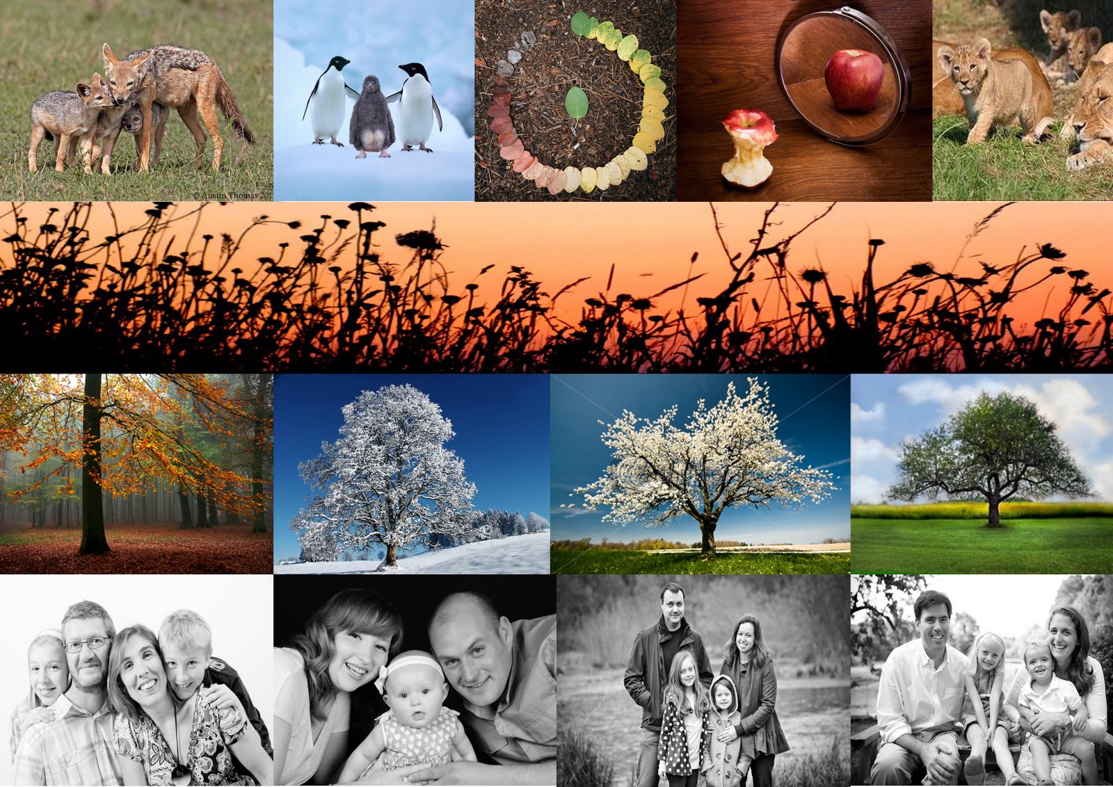 Liz Robson Photography: Exam Mini-Theme: Life Cycles