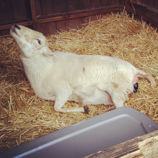 BCxFour: Birth of a Lamb