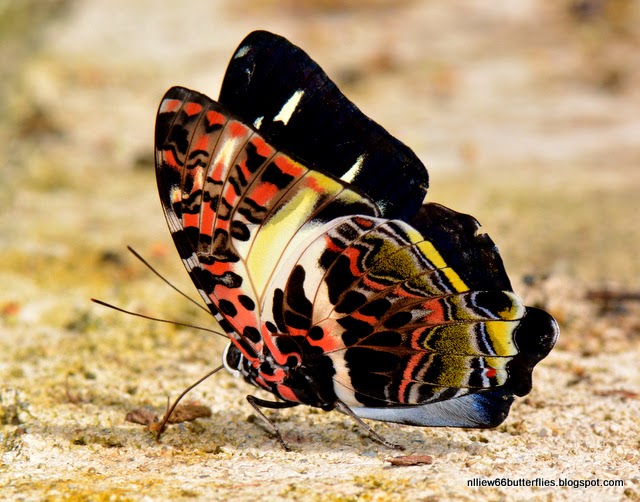The Forested Path (and Beyond): BUTTERFLIES of RAUB: The Glorious Begum ...