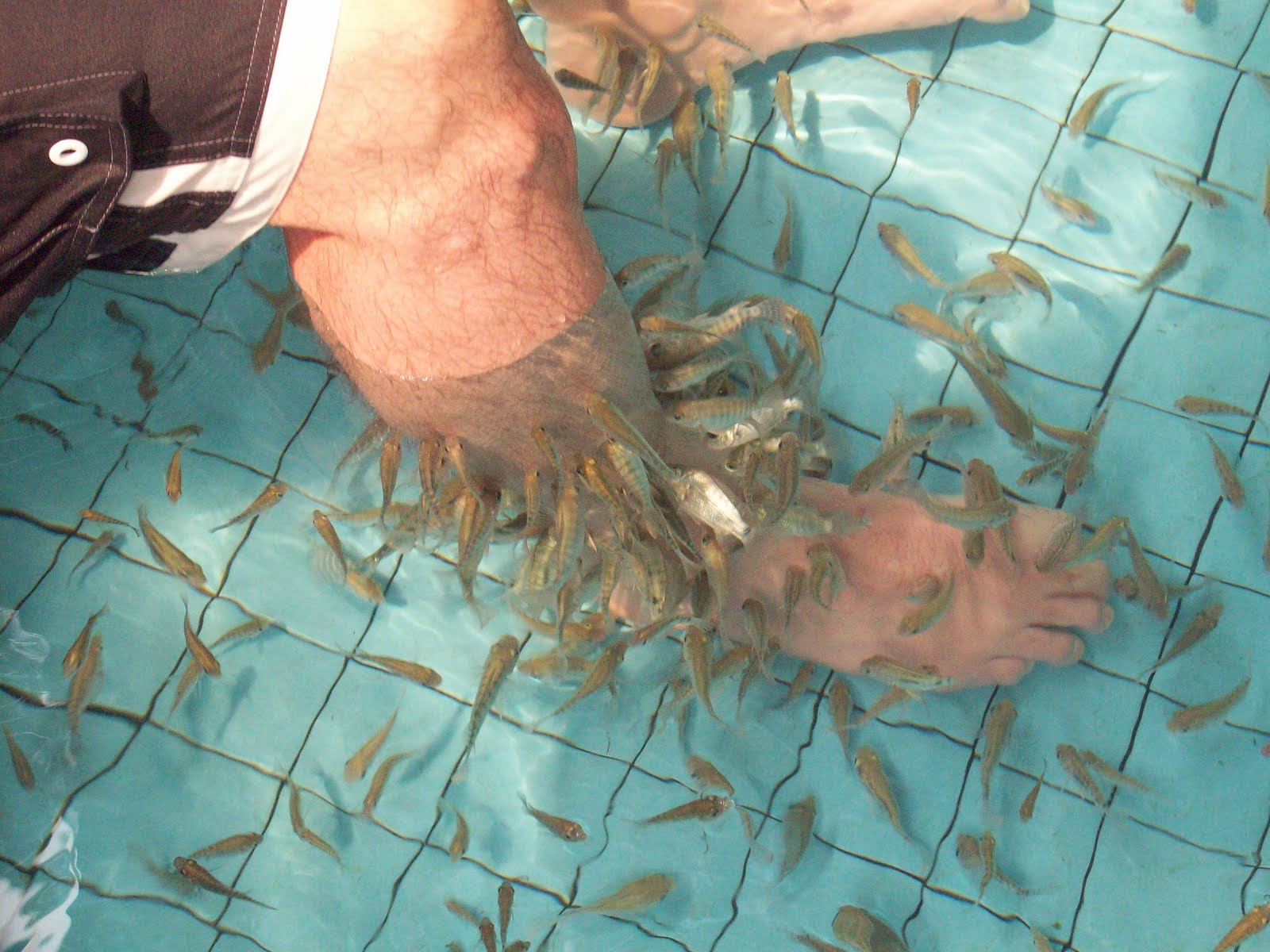 The Rundell Family: Flesh eating fish