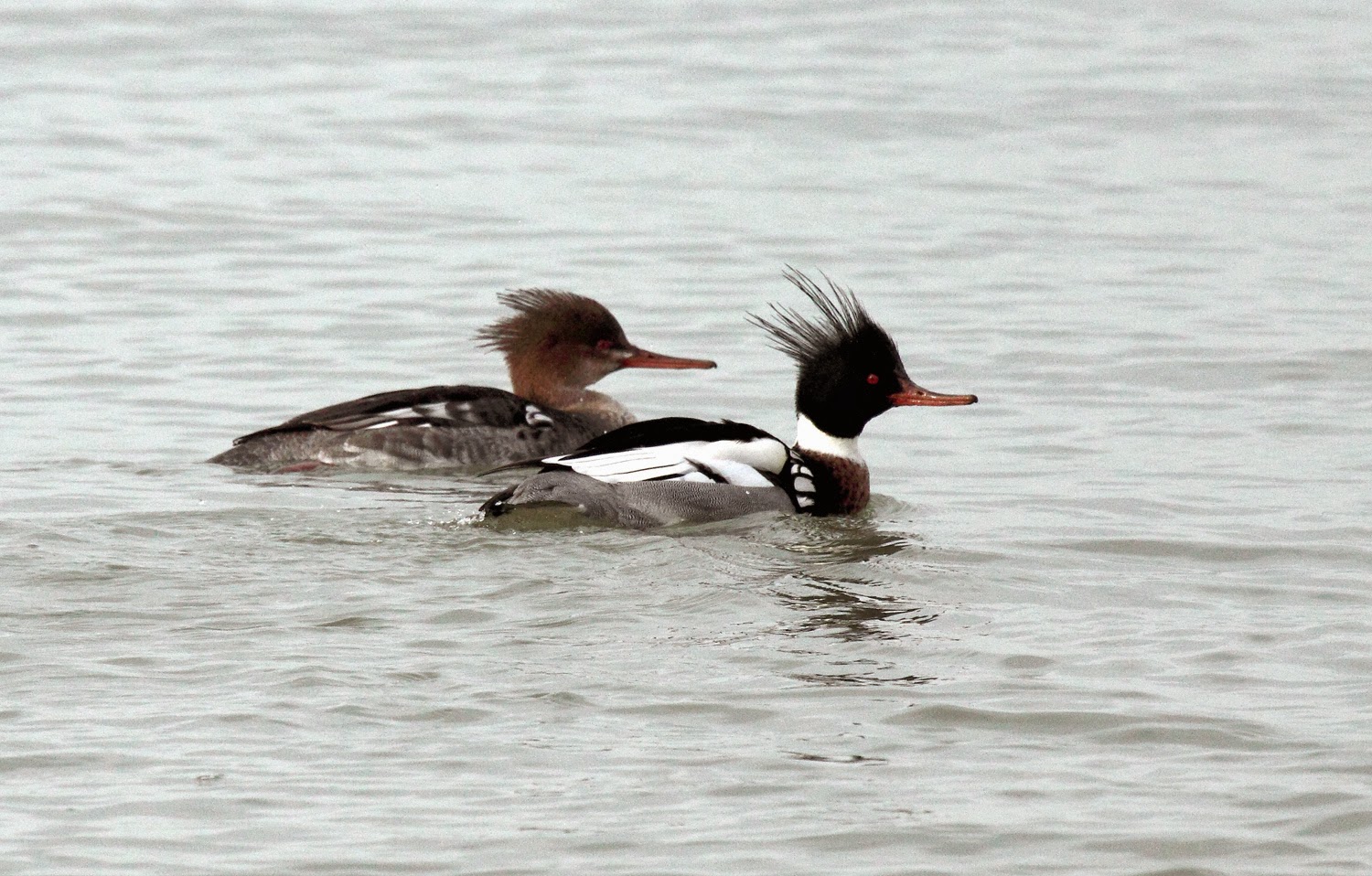 BO629HR: Een vreemde eend in de bijt