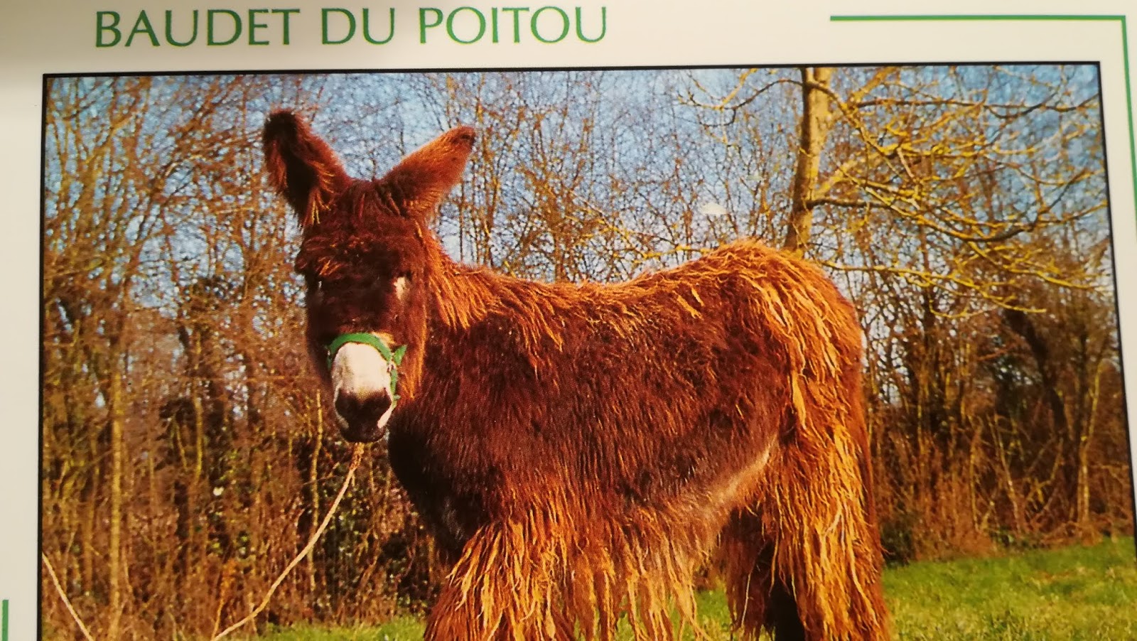 PHOTOS-CARTES-SOUVENIRS: DECOUVRIR LE POITOU