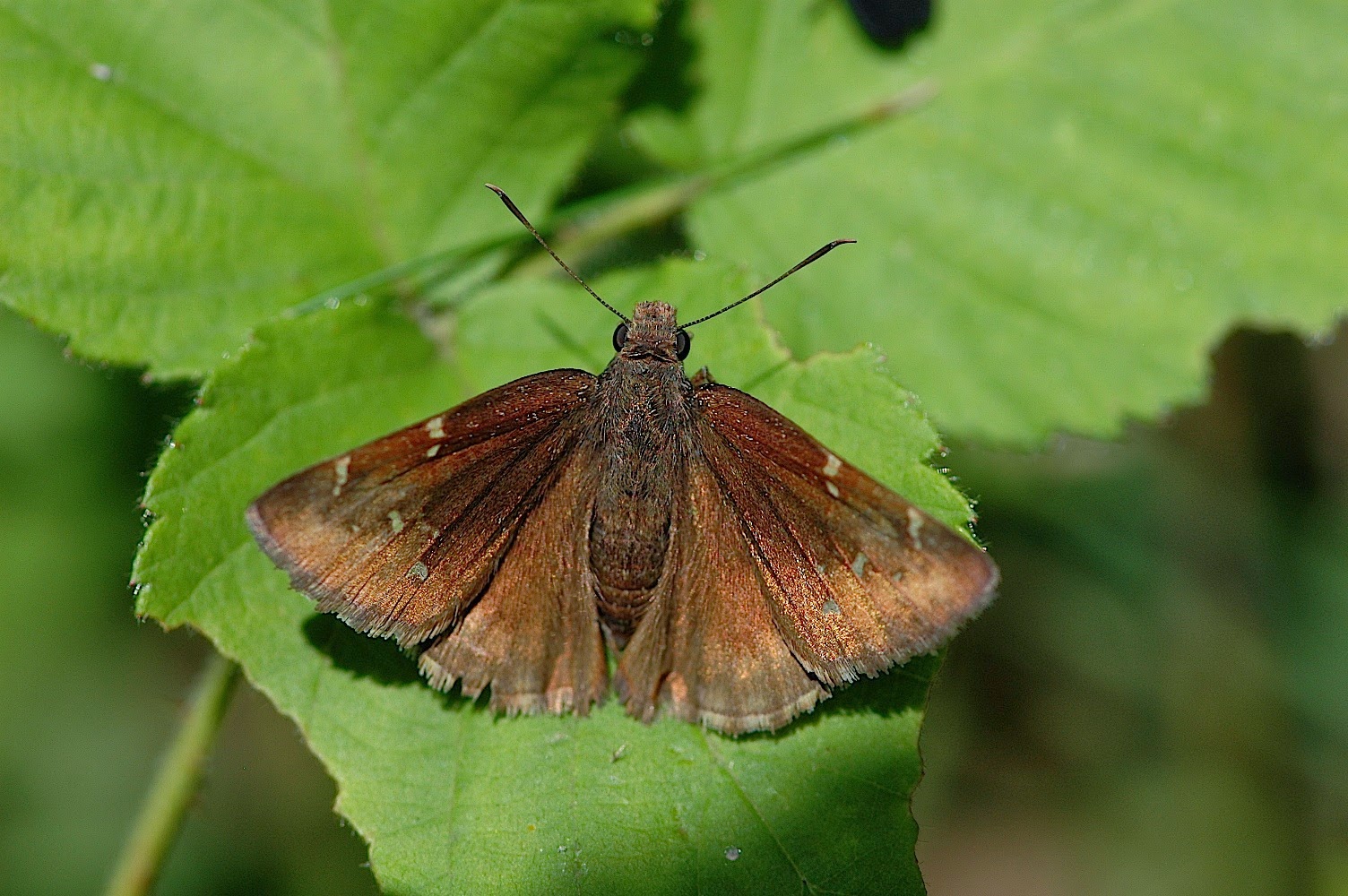 Field Biology in Southeastern Ohio: Skipper Butterflies