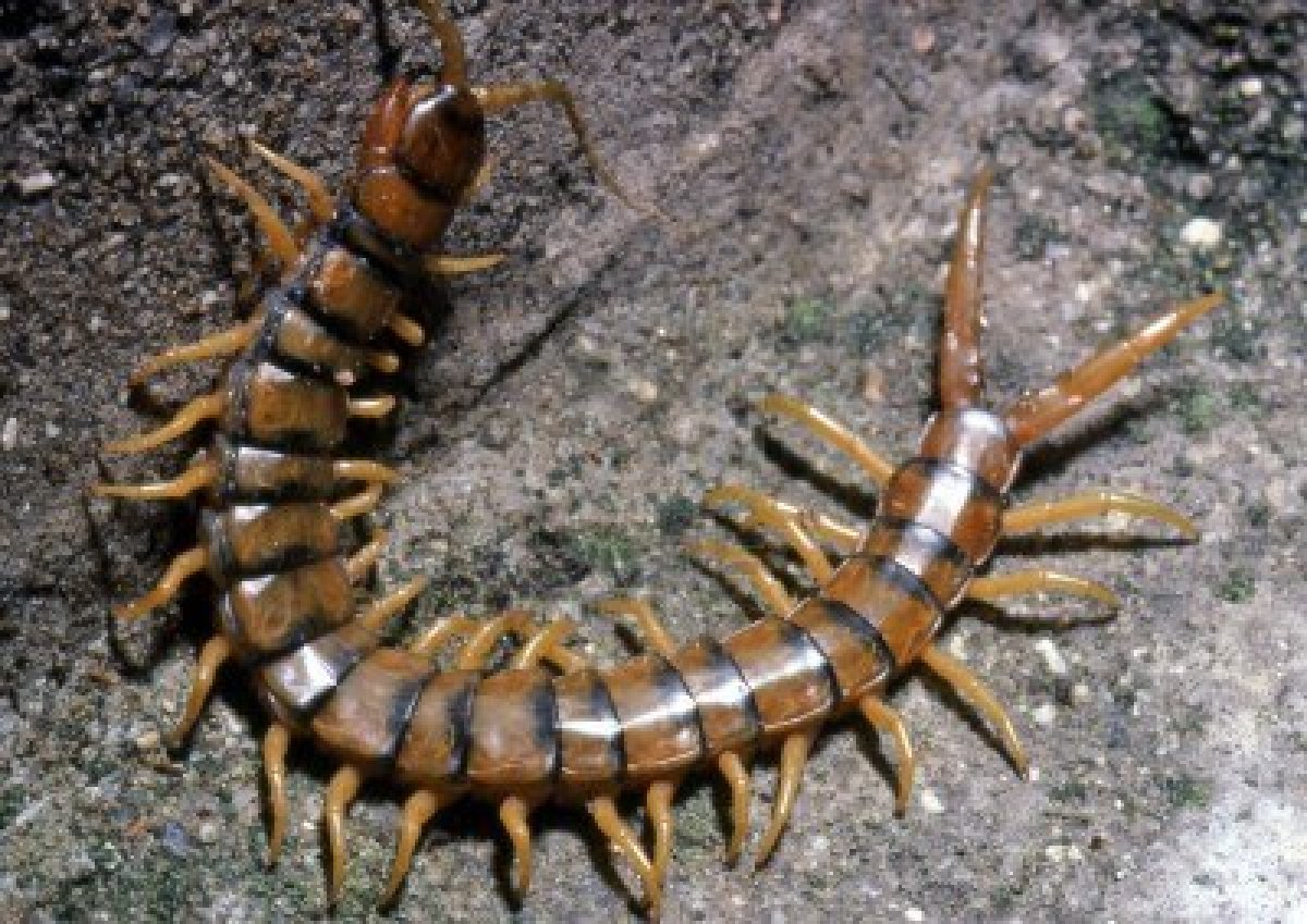 InSeCtOs: ¿QUÉ ES UN INSECTO?