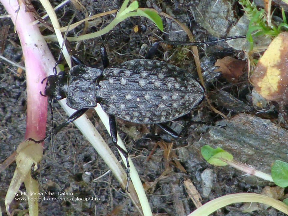 Beetles from Romania: Carabus (Hydrocarabus) variolosus