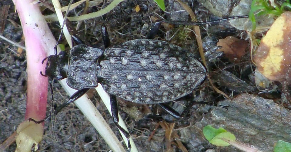 Beetles from Romania: Carabus (Hydrocarabus) variolosus