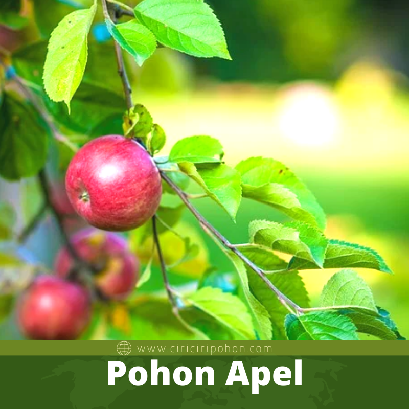 Persyaratan Media Tanam yang Baik Bagi Pohon Apel - Ciriciripohon.com