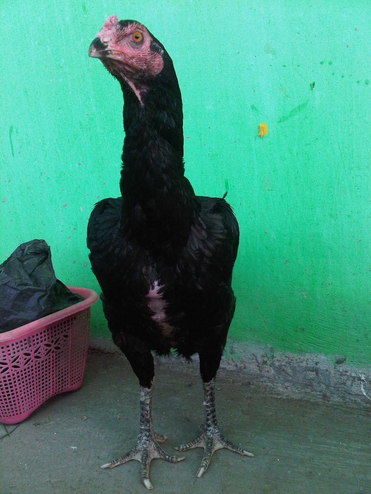 PETERNAKAN AYAM BANGKOK IMPORT: BABON IMPORT