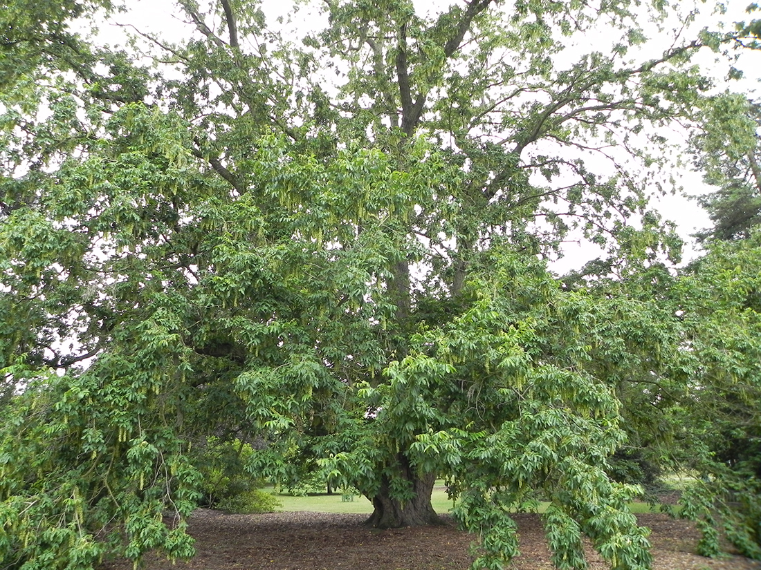 Á R B O L E S (T R E E S) y P A L M E R A S (P A L M S): Pterocarya ...