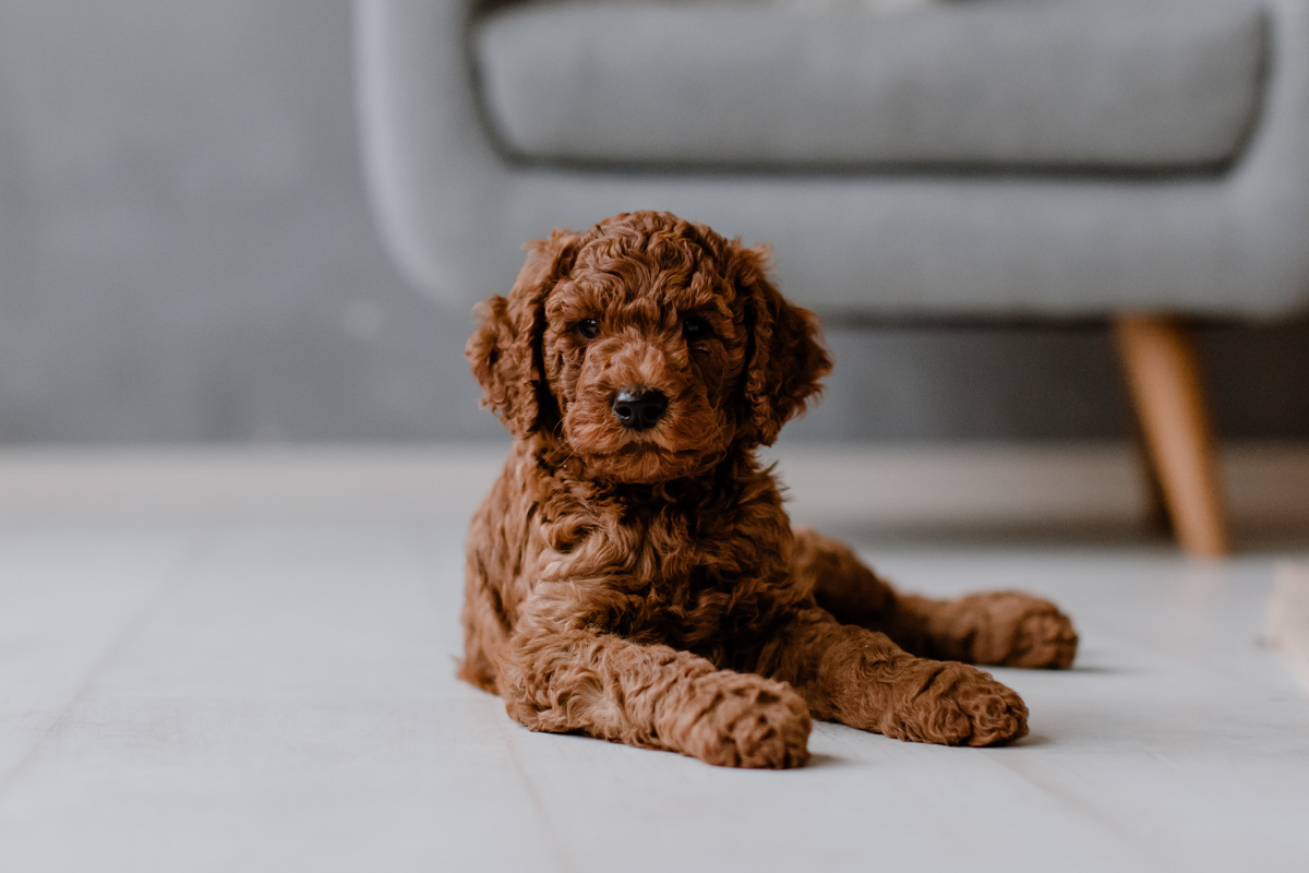 Top Tips On Puppy Raising From The Experts Guide top-tips-on-puppy-raising-from-the-experts-guide