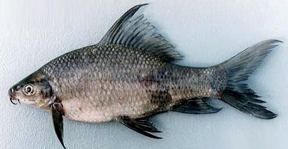 Bangladesh Development Studies: Freshwater Fish of Bangladesh