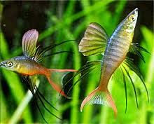 Cara Budidaya Ikan Rainbow | Ornamental Fish Lampung