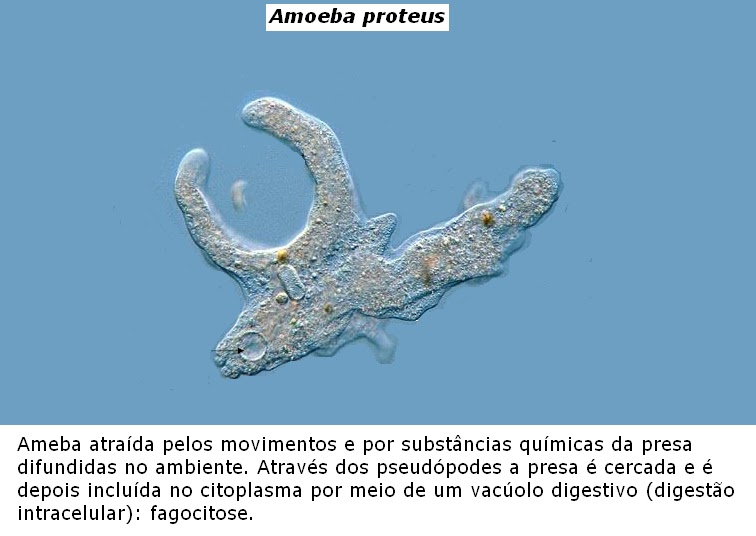 CIÊNCIAS DA VIDA