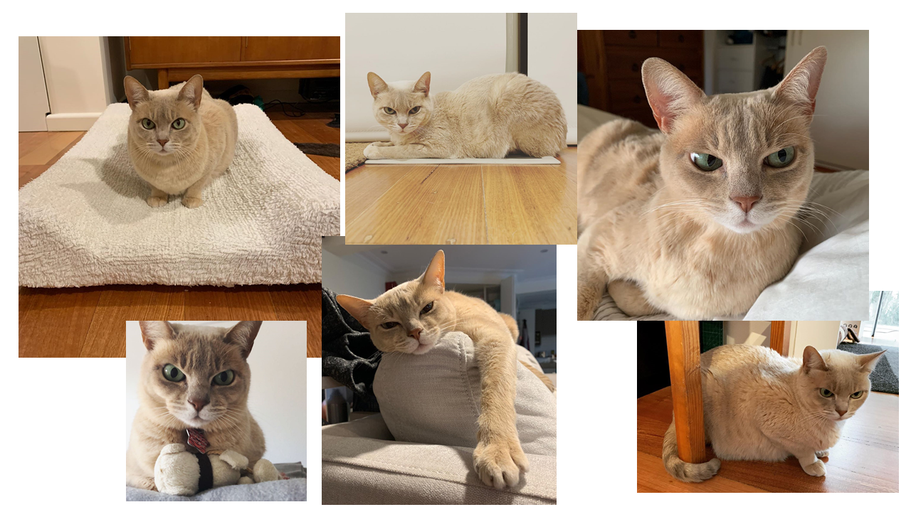 Kucing Australian Mist (Australia) | meotuna