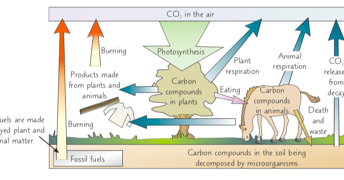 IGCSE Biology: 4.10 describe the stages in the carbon cycle, including ...