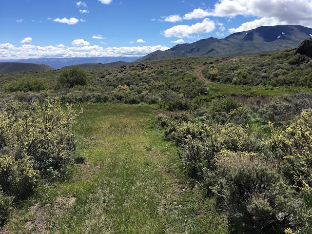 Out and About Oregon Birds: Harney-Lake County 2019
