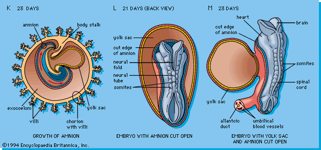 Development of Embryo in Uterus Diagrams free Download ~ Dentistry and ...