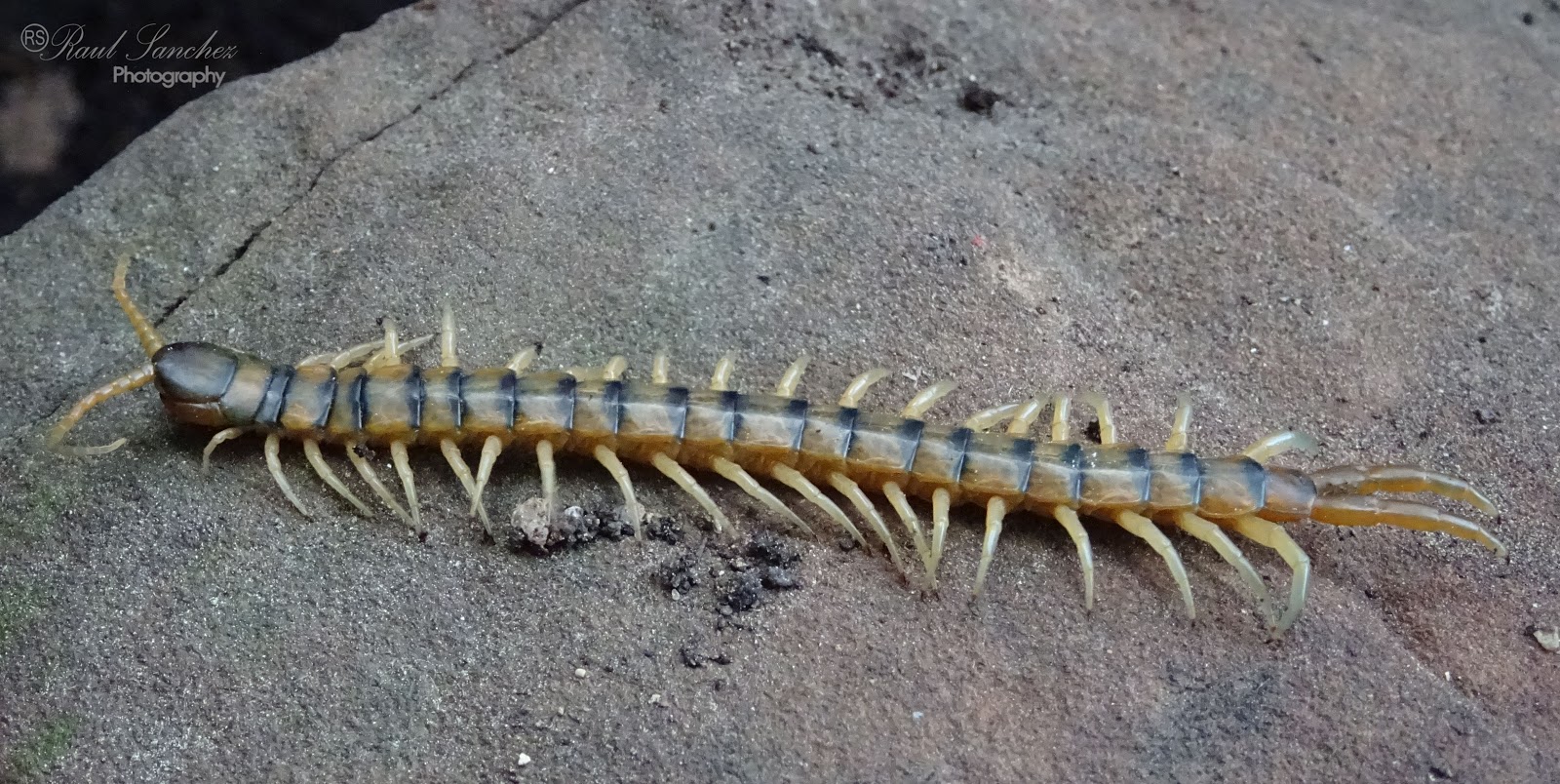Naturaleza Viva : Scolopendra alternans (Chilopoda Scolopendromorpha ...