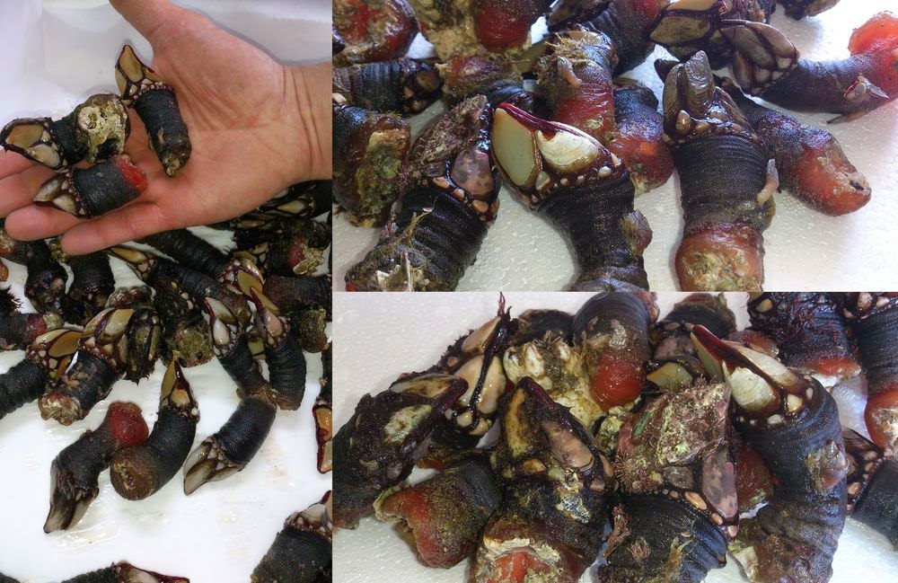 El percebe y las percebeiras. Come o mar | Mariscos Gontelo