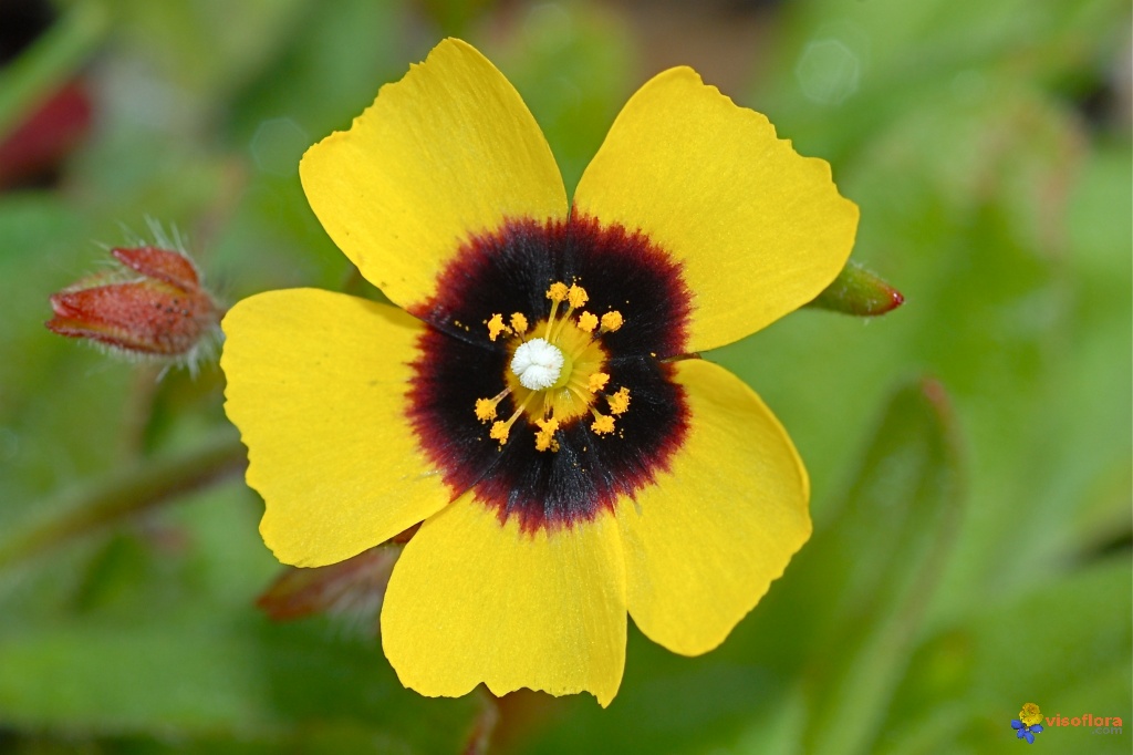 Plant World: Tuberaria guttata