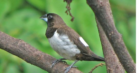 Burung Bondol Yang Malang - Harga Bitcoin Hari Ini