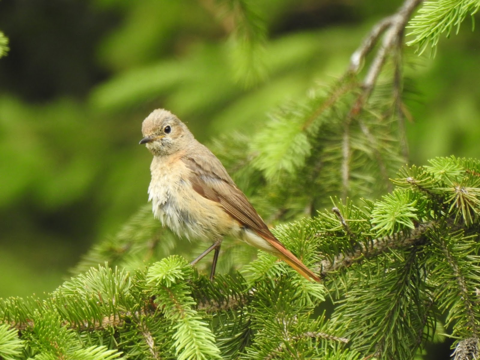 PASARI DIN ROMANIA: CODROSUL DE PADURE (1), Phoenicurus phoenicurus