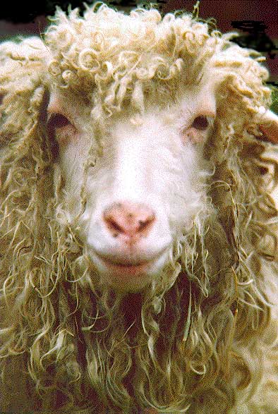 Images For: 5 Best Haircuts of All Time / Best Haircut / 2012 Sheep Haircut