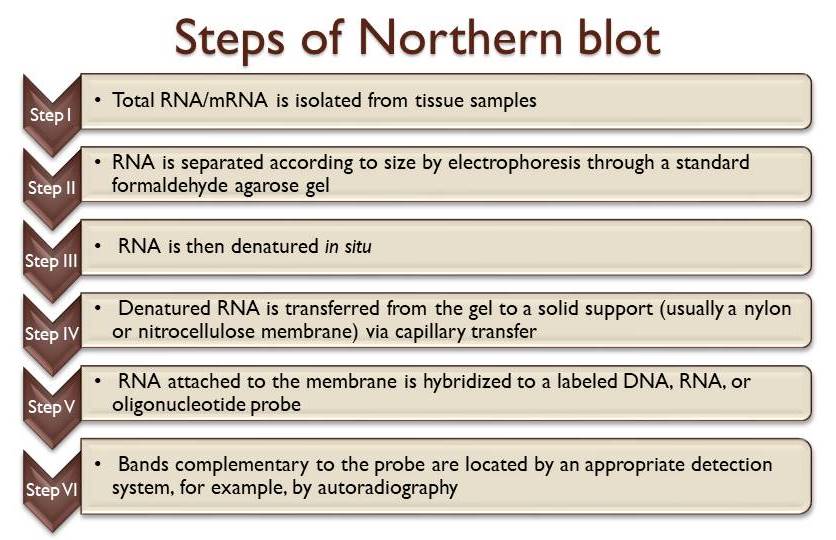 LET'S LEARN PLANTS: Southern and Northern Blotting Analysis