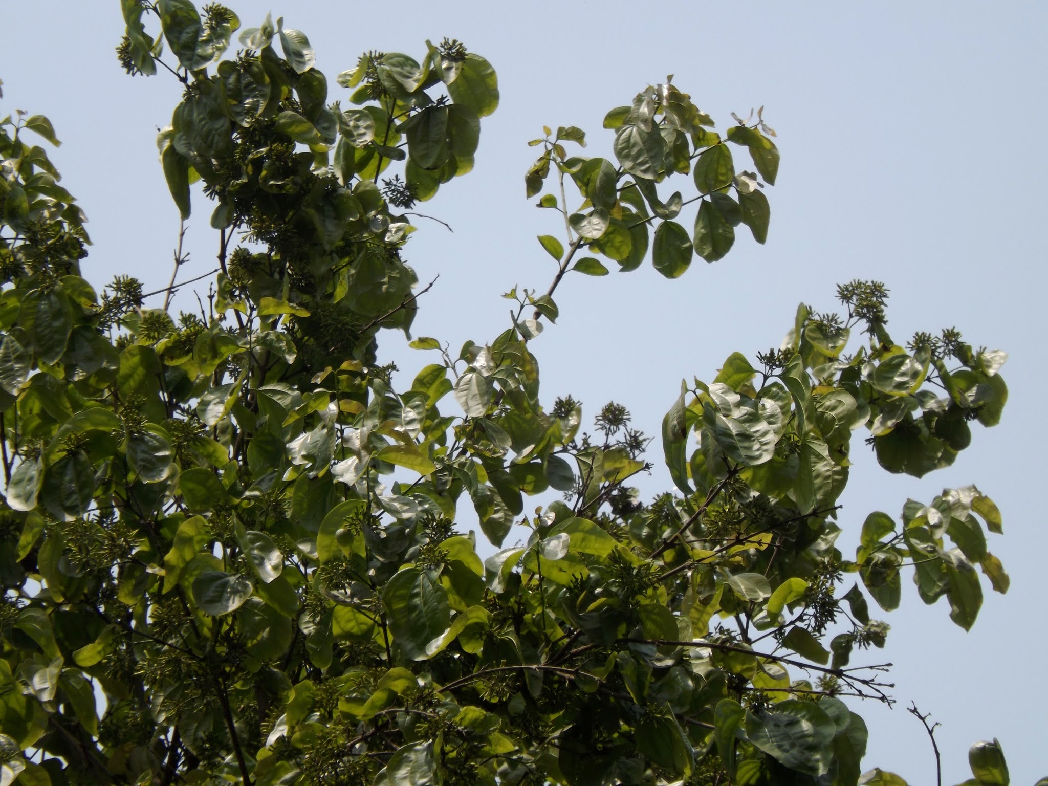 Kuchila or Nux-vomica, Strychnos nux-vomica