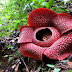 Mengapa Bunga Rafflesia Mengeluarkan Bau Busuk? | Belajar Sampai Mati