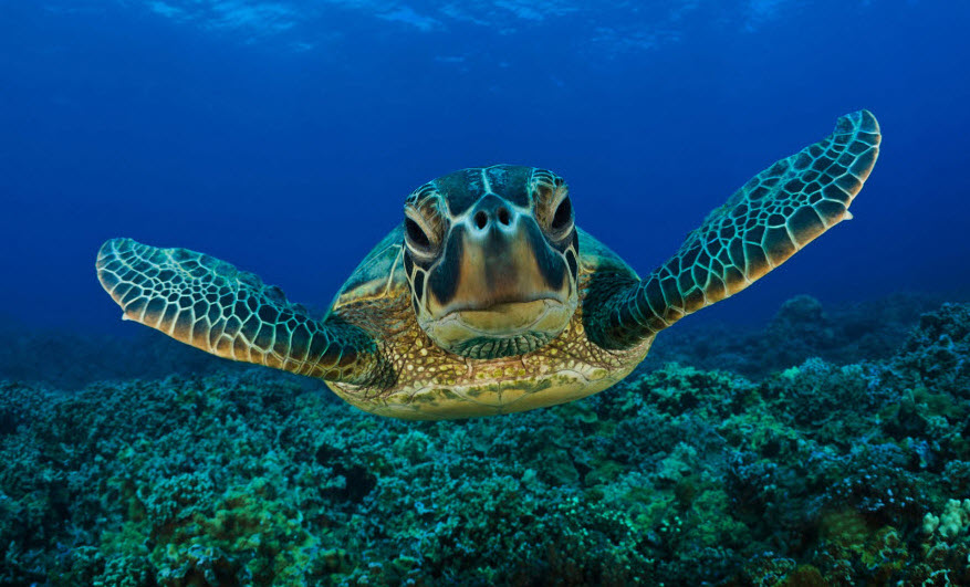 Kemp's Ridley Sea Turtle - Stock Image