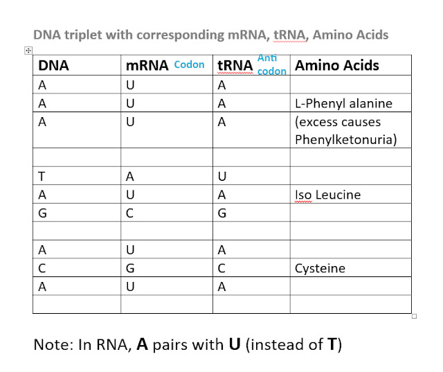 Science Doing: Genetic code, Codon, Anti Codon, expression in ...