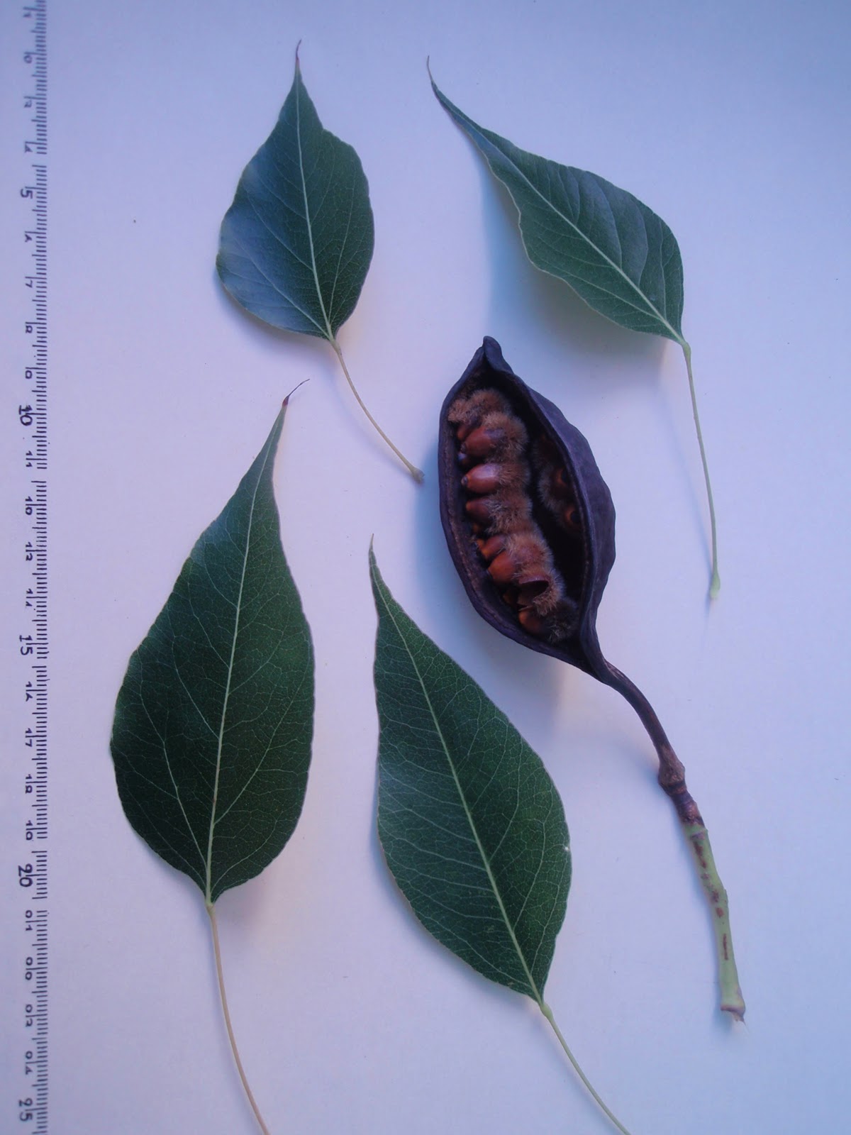 HERBARIO VIRTUAL DE BANYERES DE MARIOLA Y ALICANTE: Brachychiton ...