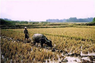 Little Voice In English: Shan State