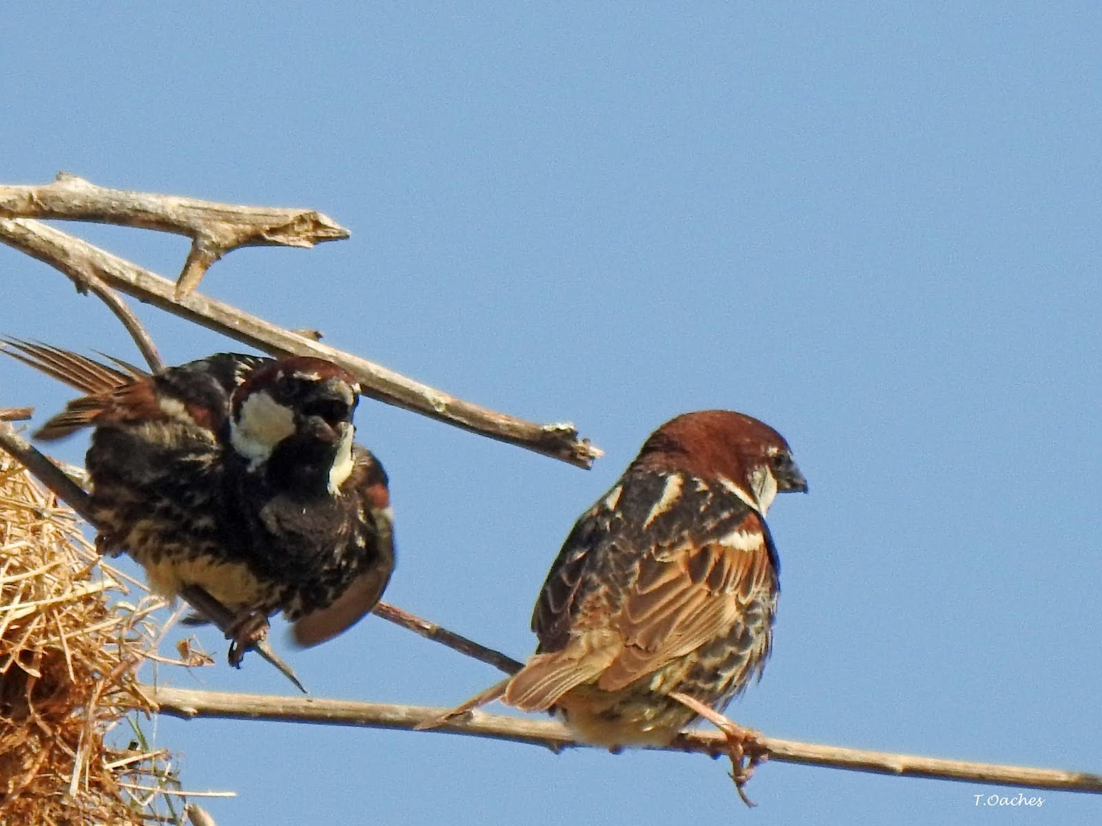 PASARI DIN ROMANIA: VRABIE NEGRICIOASA, Passer hispaniolensis