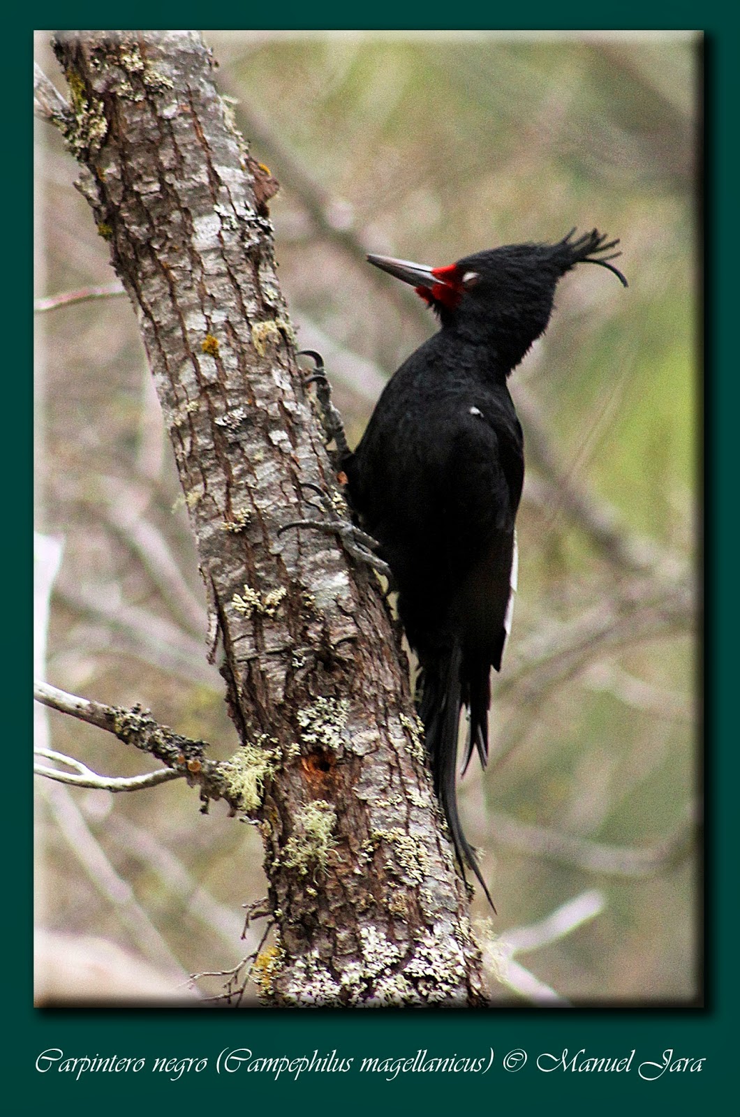 Fotografia de fauna chilena