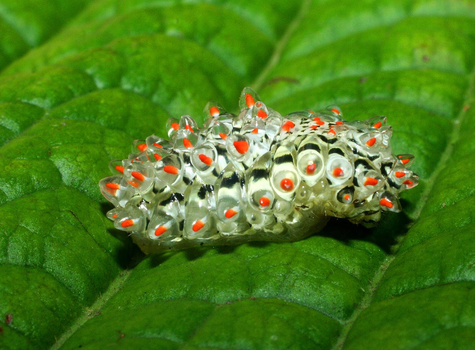 the igneous, the sedimentary and the metamorphic: assassin bugs ...