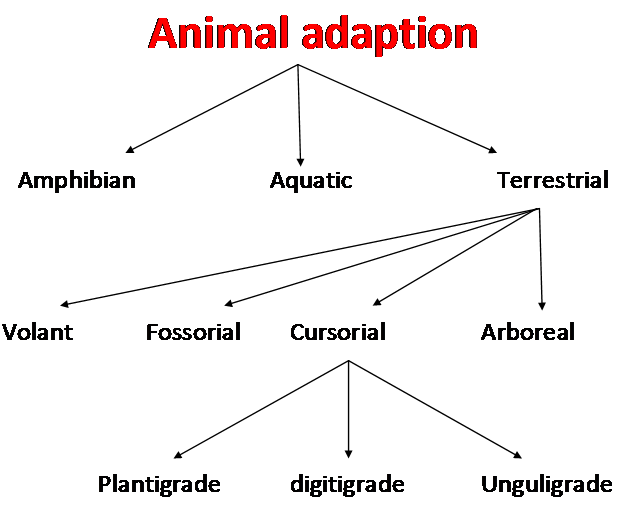 Animal introduction, evolution, behaviour and adaptation notes