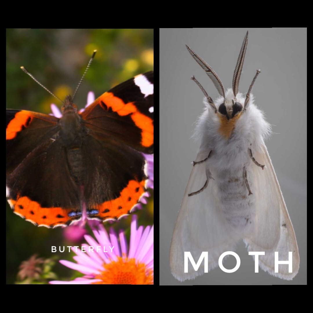 7+ points to help you in differentiation of Butterflies and Moths