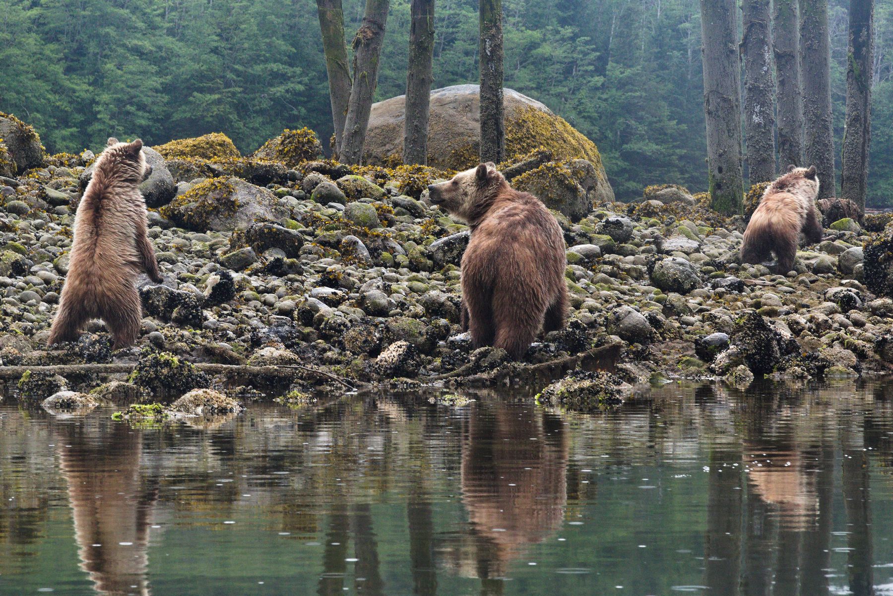 Go the Wrong Way: Knight Inlet Bears