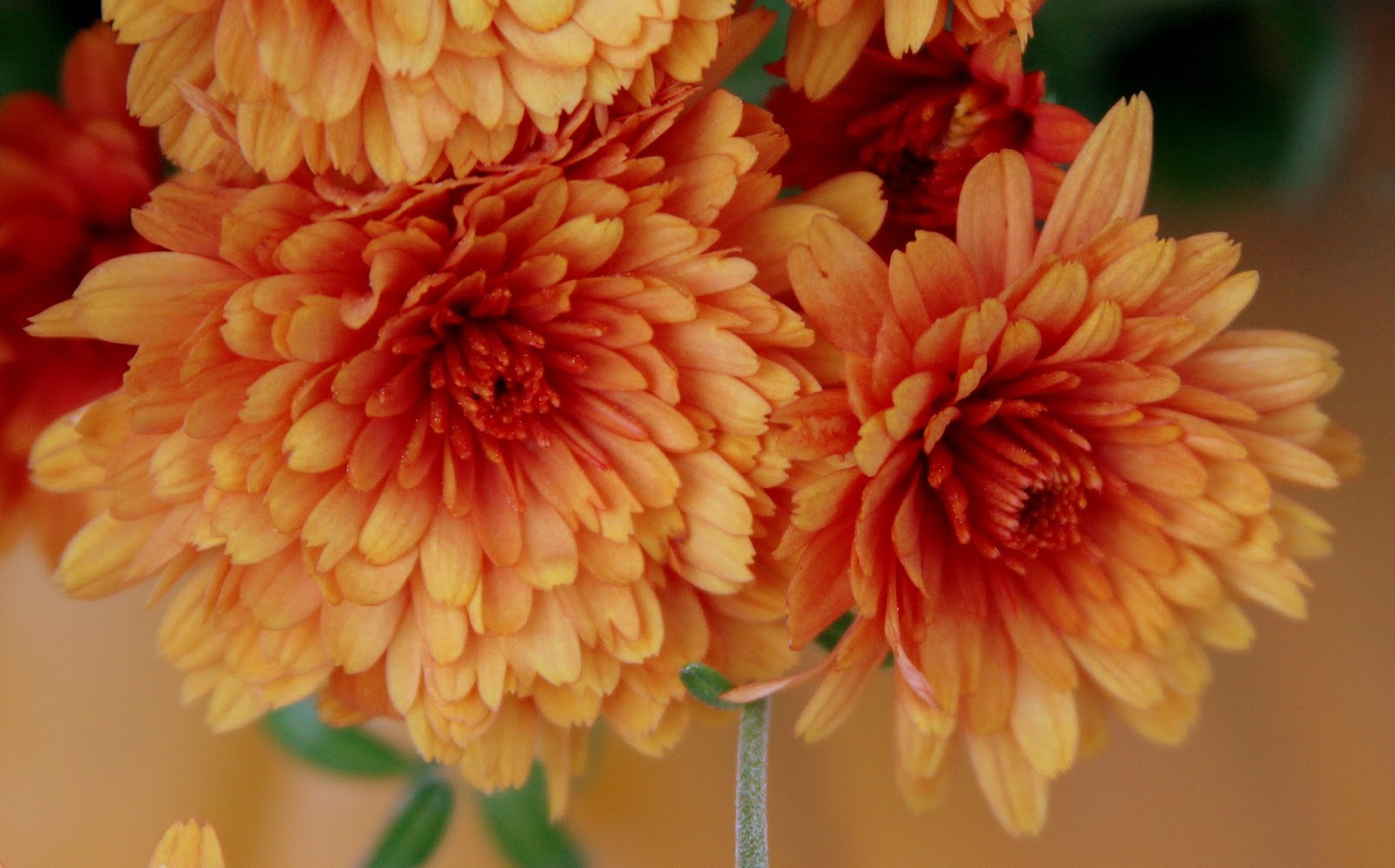 GARDEN MUMS -- RUST-COLORED AND BEAUTIFUL FOR THE FALL - Sowing the Seeds