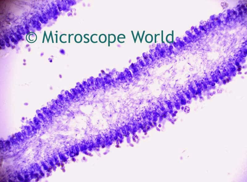 Microscope World Blog: Mushroom Under the Microscope