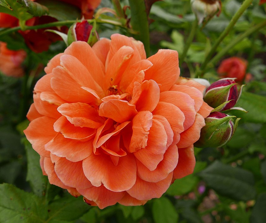 Breviario delle rose: Summer Song (David Austin 2005)