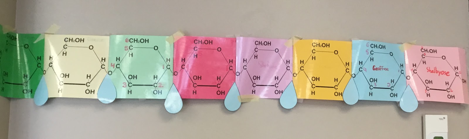 Macromolecules Chart Ap Biology