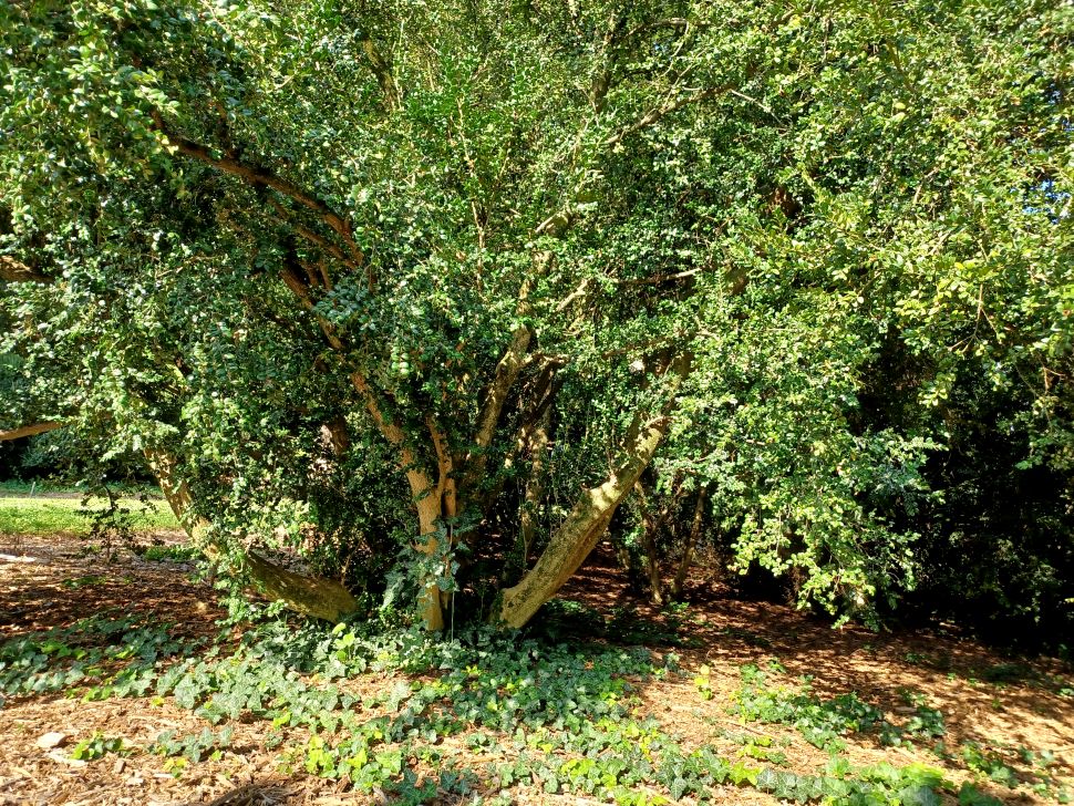 Future Plants by Randy Stewart: Boxwoods