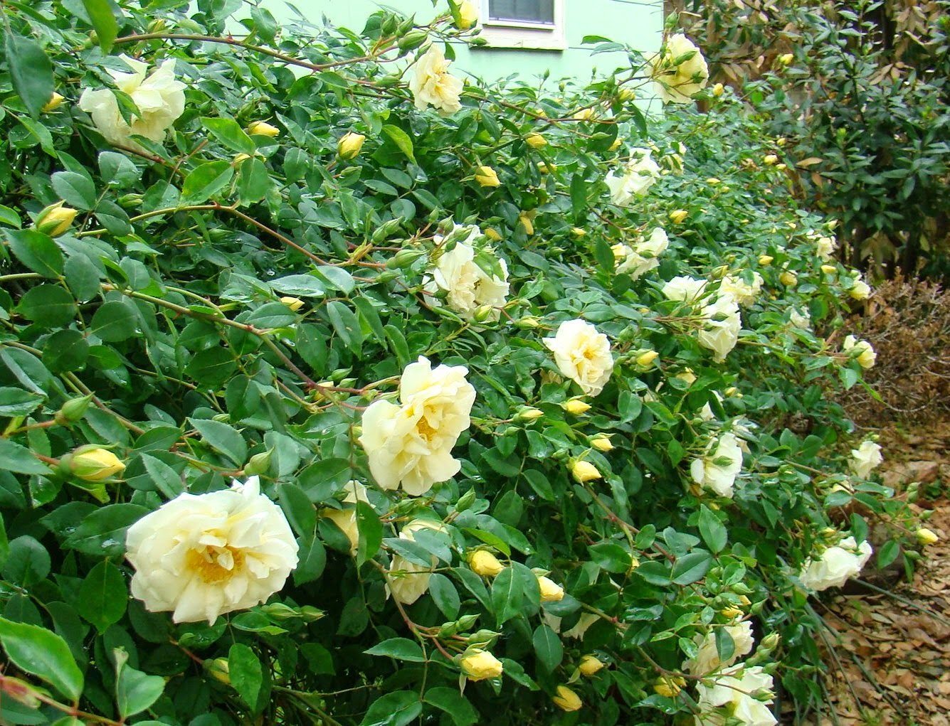 Georgia Market Bulletin Blog