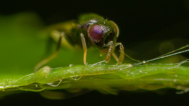 ムシをデザインしたのはダレ？: ツヤコバチ科 ( Aphelinus sp. ) 産卵 ミスショット！