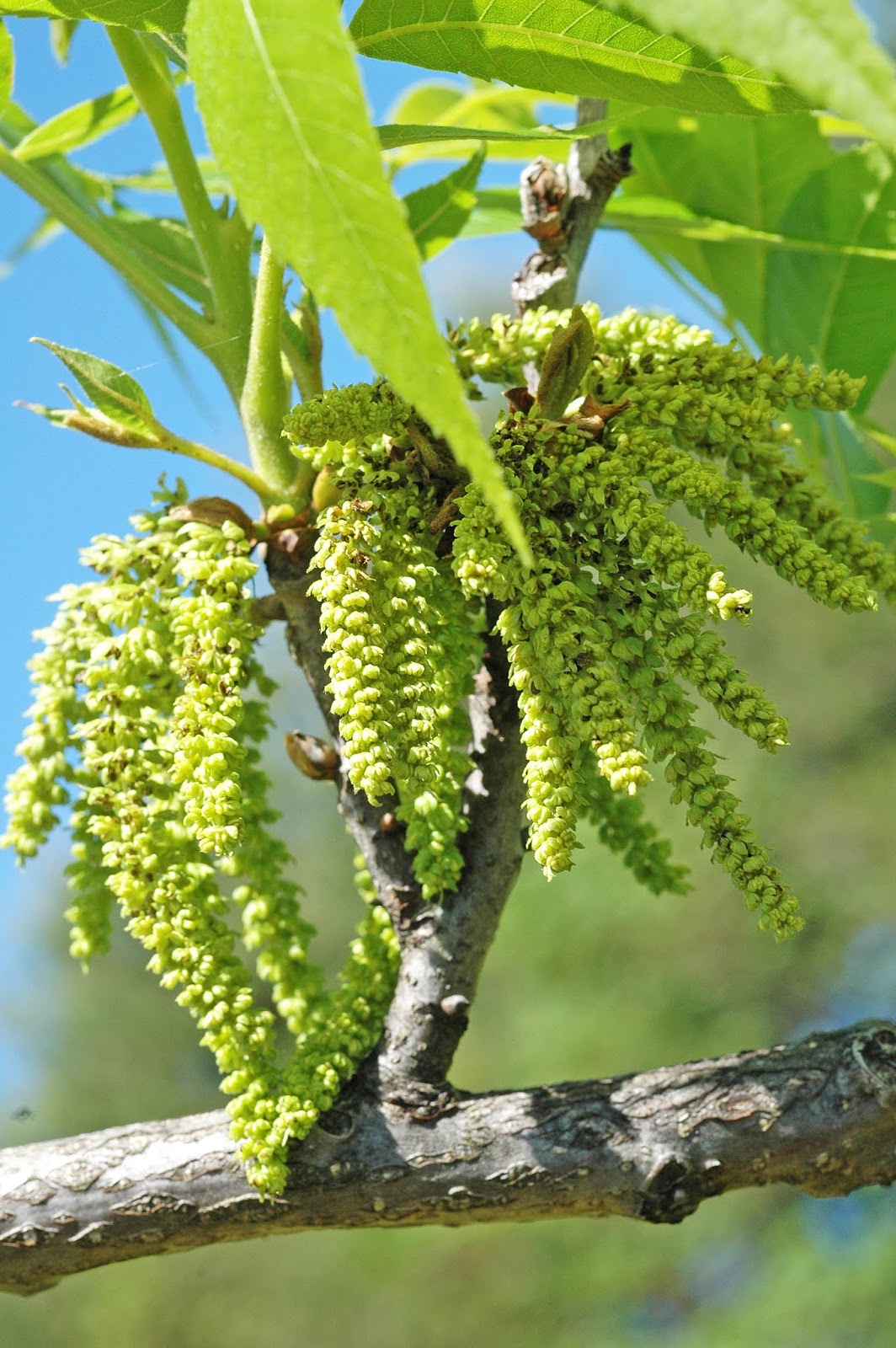 Northern Pecans: Pecan pollination season begins