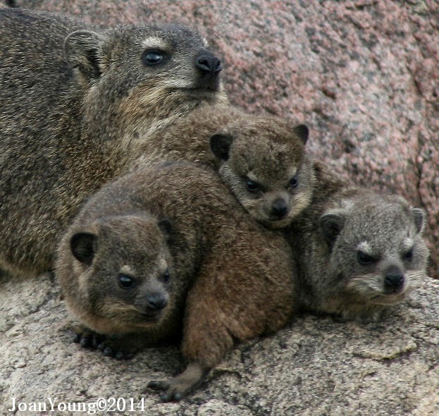 South African Photographs: Rock Hyrax (Dassie)